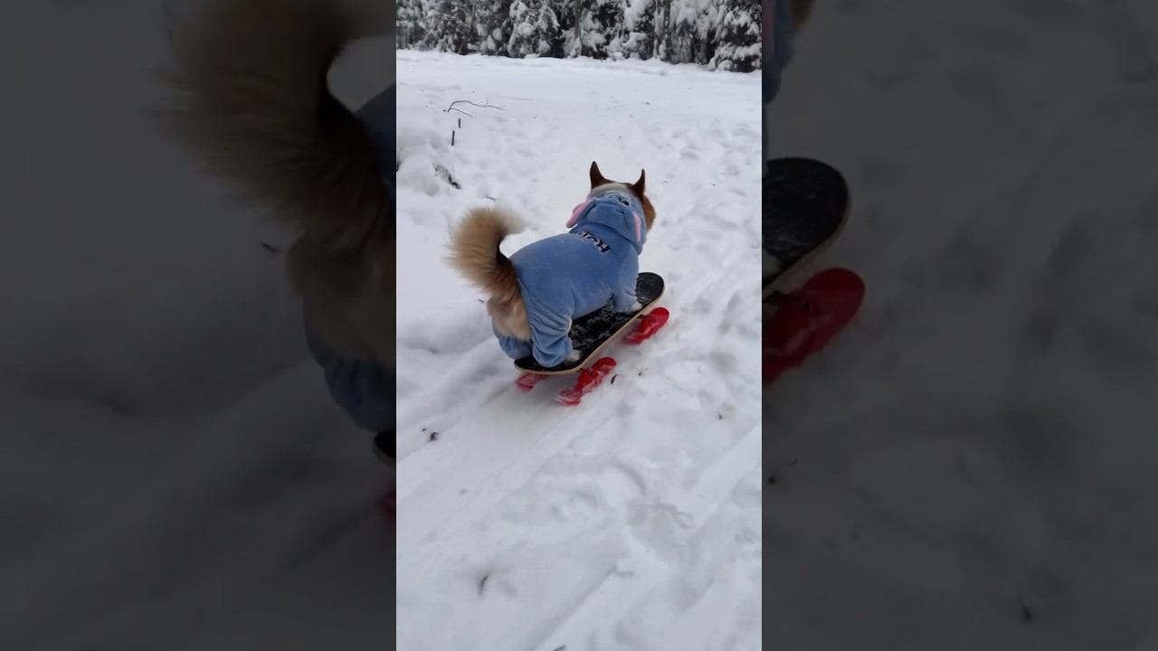 Корги на зимнем скейте