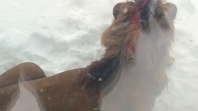 YHKX9266 Шархан 03 01 2026 Видео от опекуна Светланы