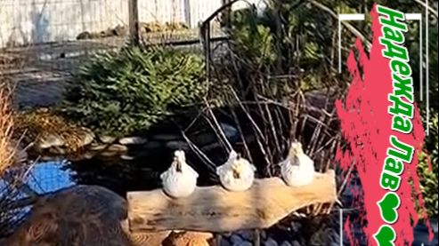 Осень в японском рокарии: атмосфера умиротворения у меня дома