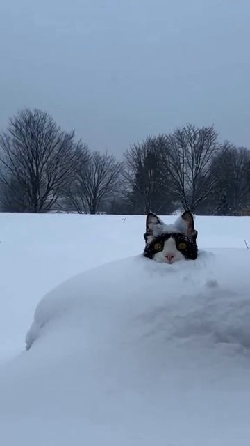 Снежный Барсик