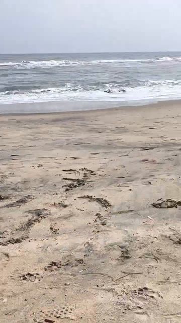 Собачки - мой девичник, спящая моя охрана на пляже Индийского океана.