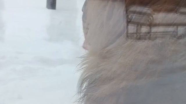 CIPM8330 Шархан  02 02 2026 Видео от опекуна Светланы