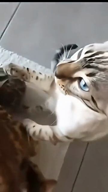 Кошачьи забавы 😁🤣😂
