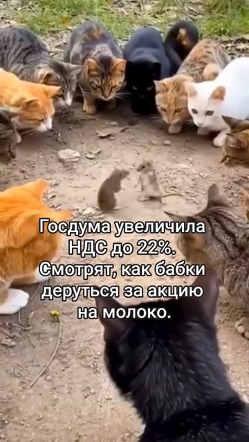 Увеличили НДС до 22% - реальность. #юмор #шутка #топ #папатрехпринцесс #прикол #смех