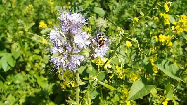 Не только пчёлы любят нектар