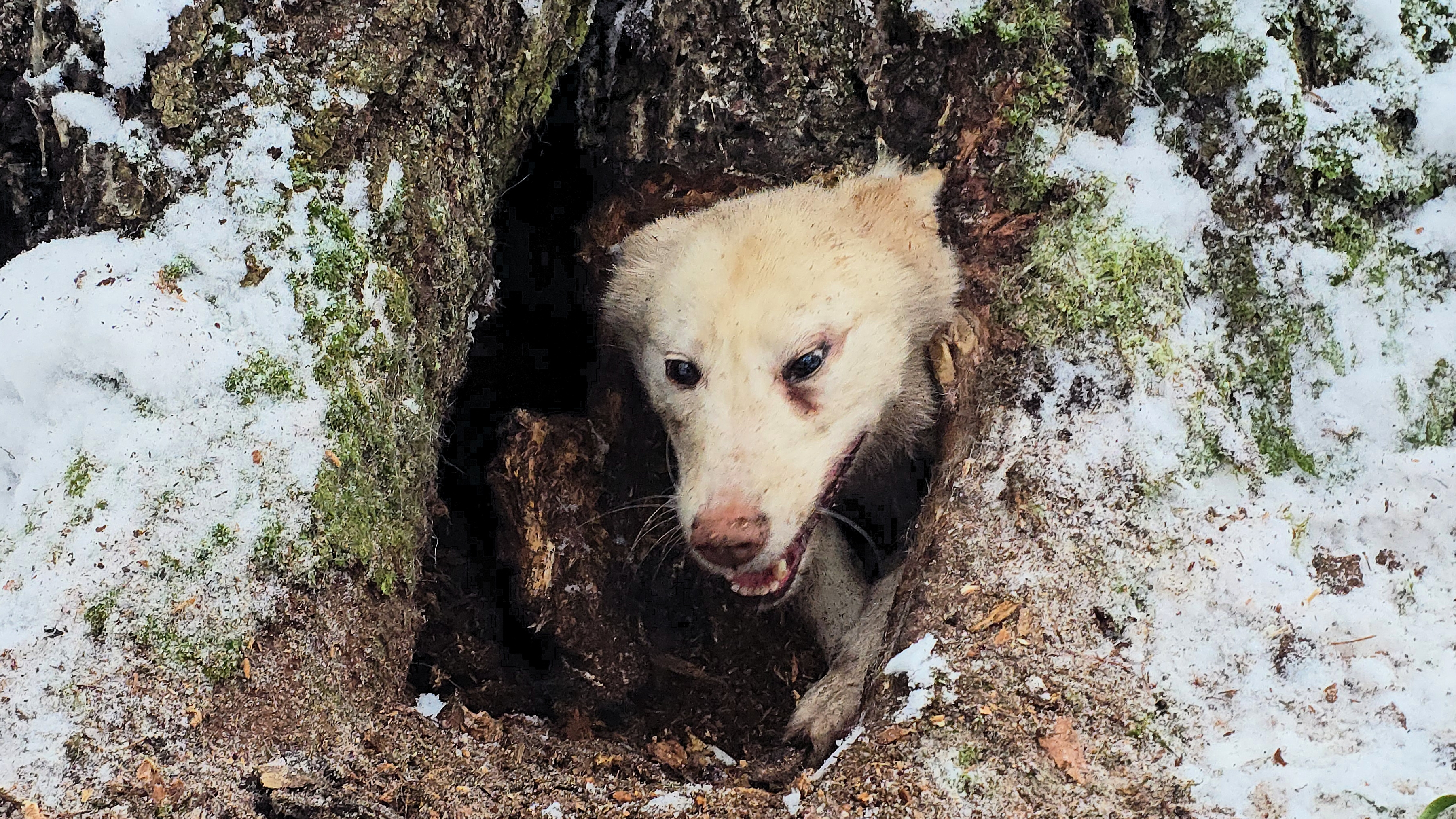 Новогодние ёлки