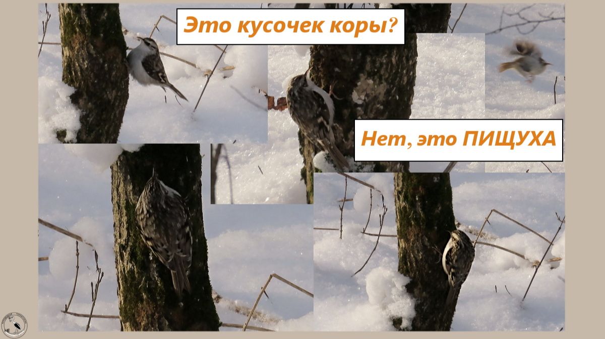 Кусочек коры ожил? Нет, это крохотная птичка пищуха. Голос птицы