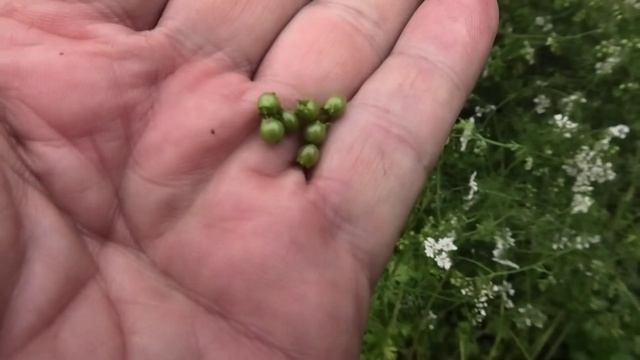 Кориандр, кинза в середине лета, опыт выращивания.