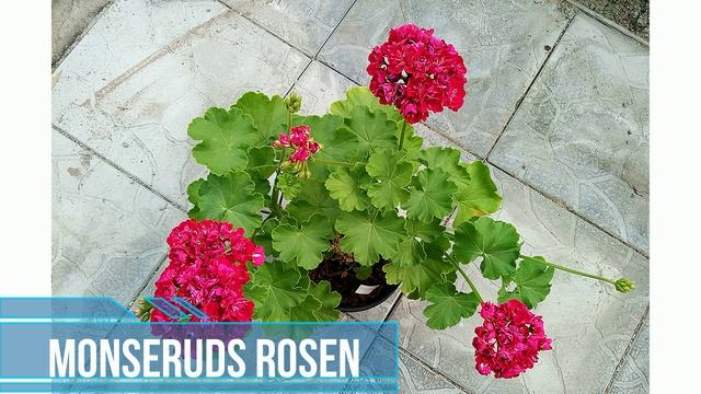 Розебудные пеларгонии. Часть 3 - слишком много красного