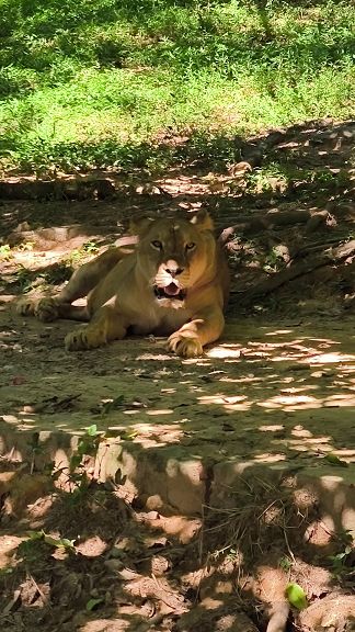 Сафари парк Lehe Ledu short