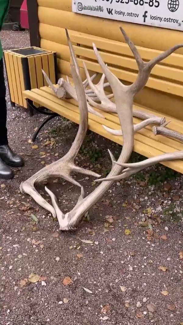 Лосиный остров #земнойирий #лосиныйостров #лоси #олени — смотреть ...