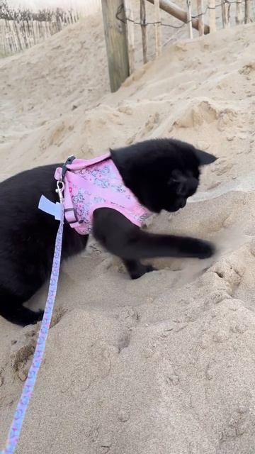 Бездонный лоток