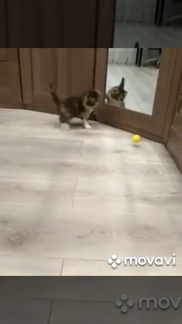 Котёнок настоящий "вратарь".