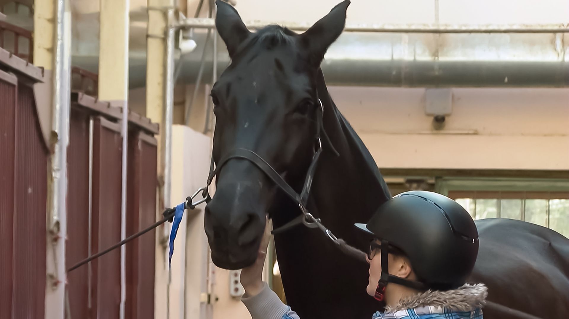 В Беларуси создают отечественную породу спортивных лошадей