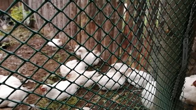 Бройлеры в июне