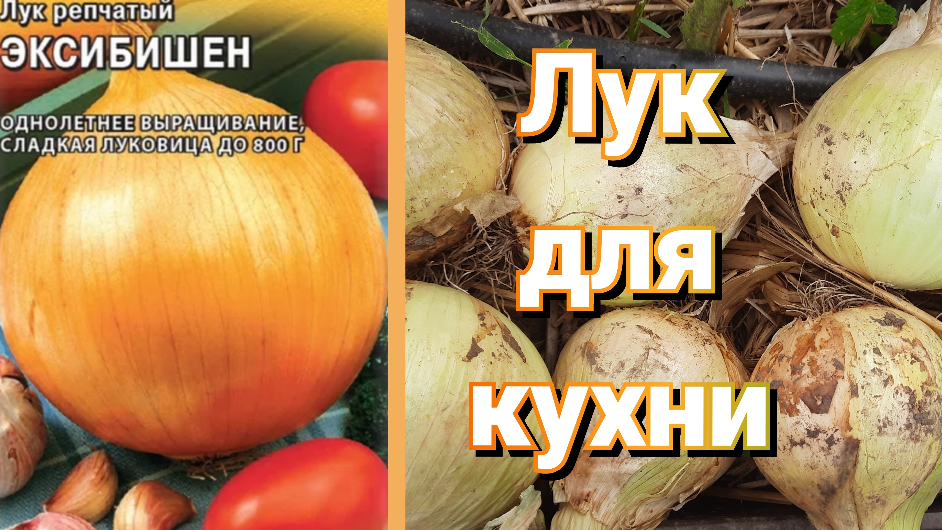 Лук Эксибишен. Ты не хочешь его выращивать. Это плохо...