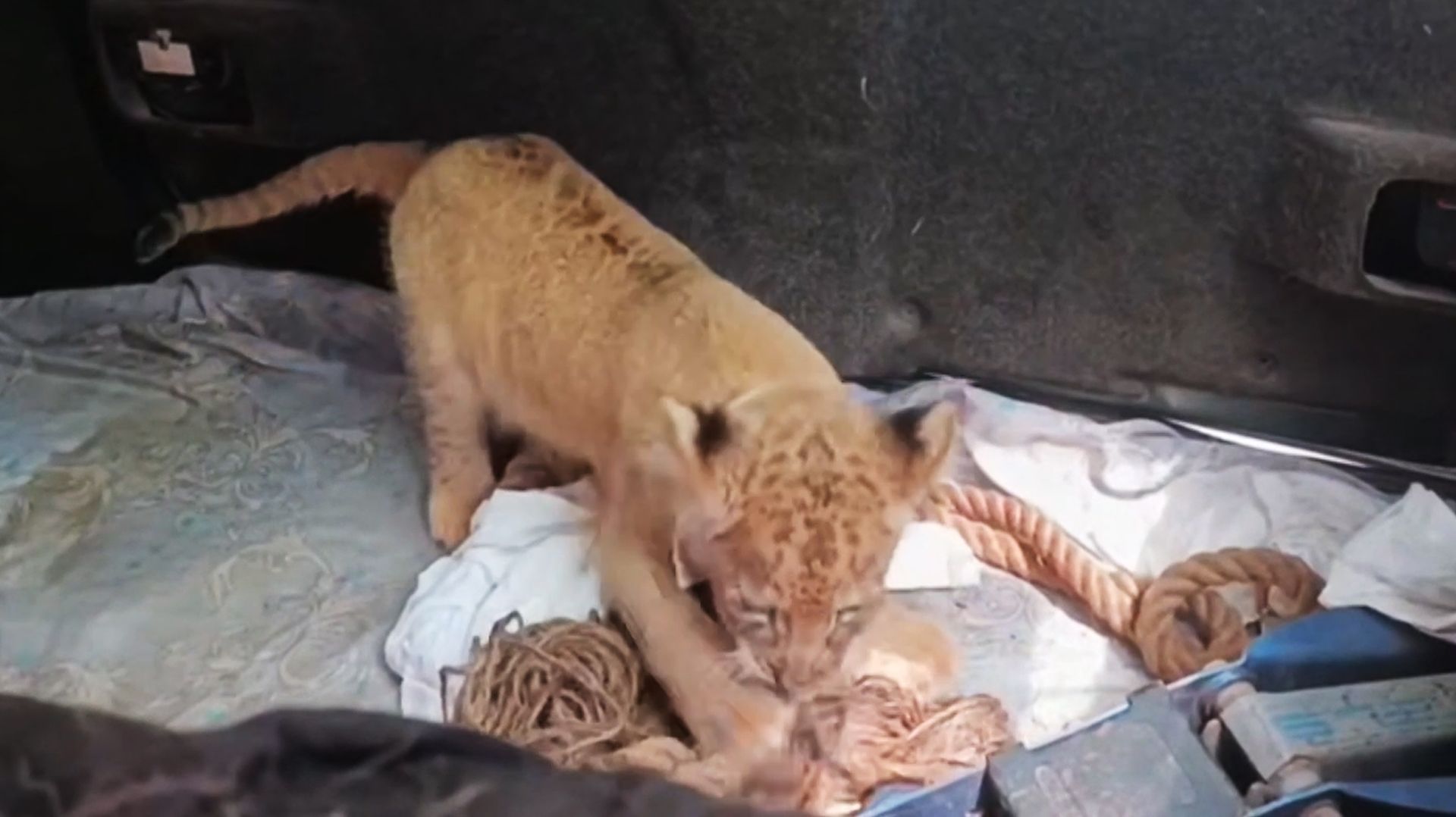 Двух львов использовали для фотосессий в Подмосковье, возбуждено уголовное дело