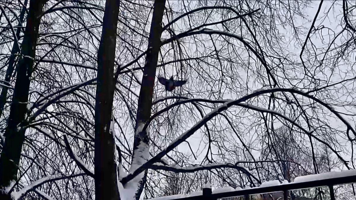 Вдоль изгороди