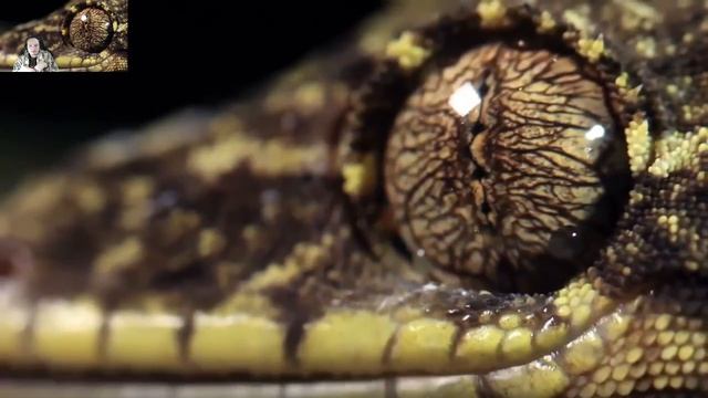 реакся  насамых страшных жывотные