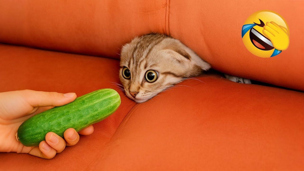 Приколы с котами! Смешные коты! С ОЗВУЧКОЙ! СМЕШНЫЕ ЖИВОТНЫЕ 2026! Тест на психику!