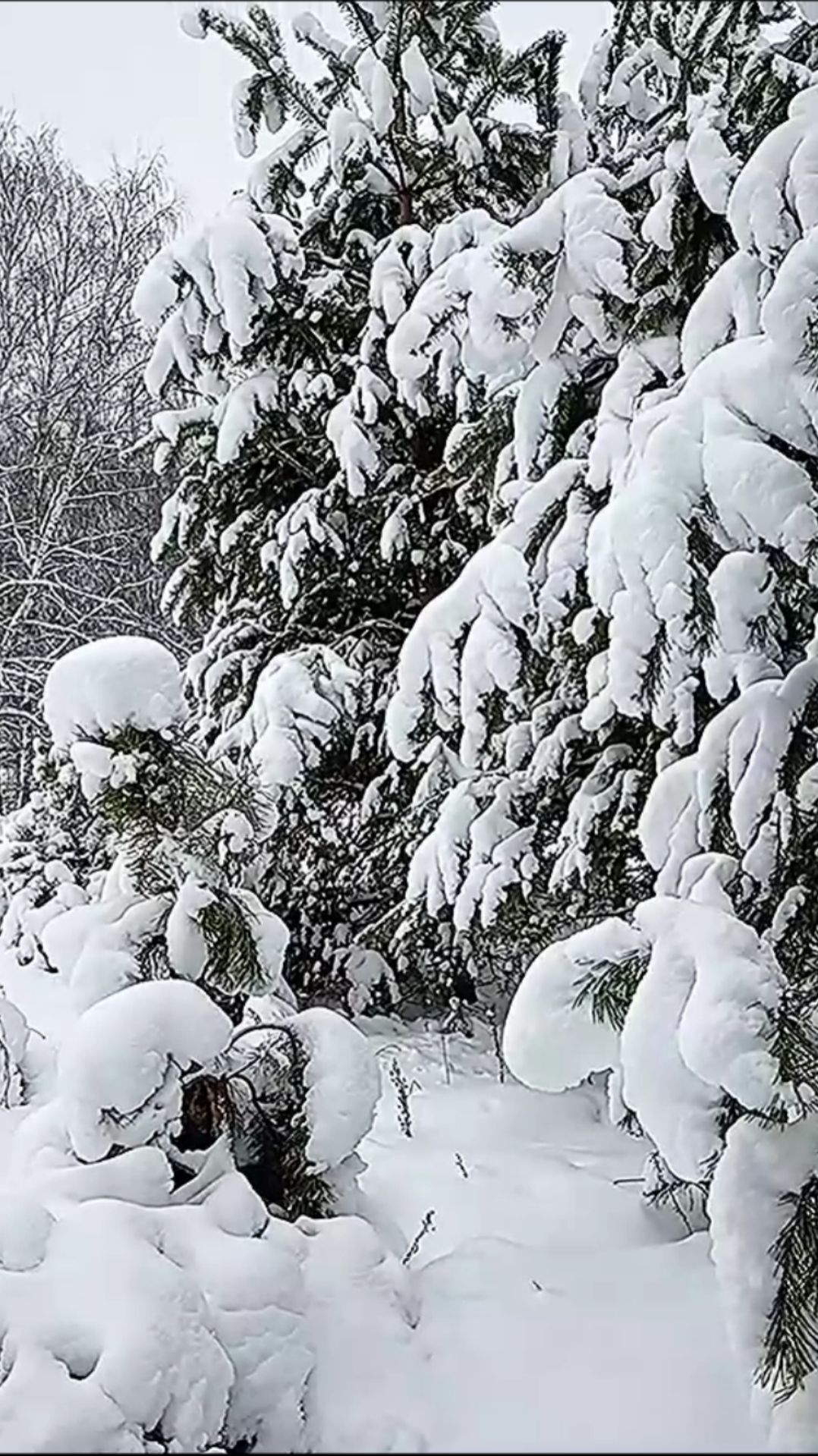 Зимняя Сказка