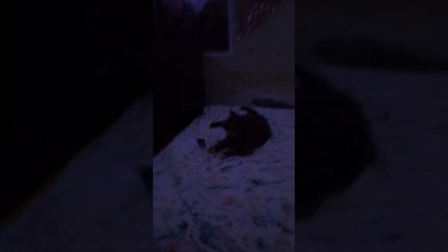 Играю с кошкой перед сном