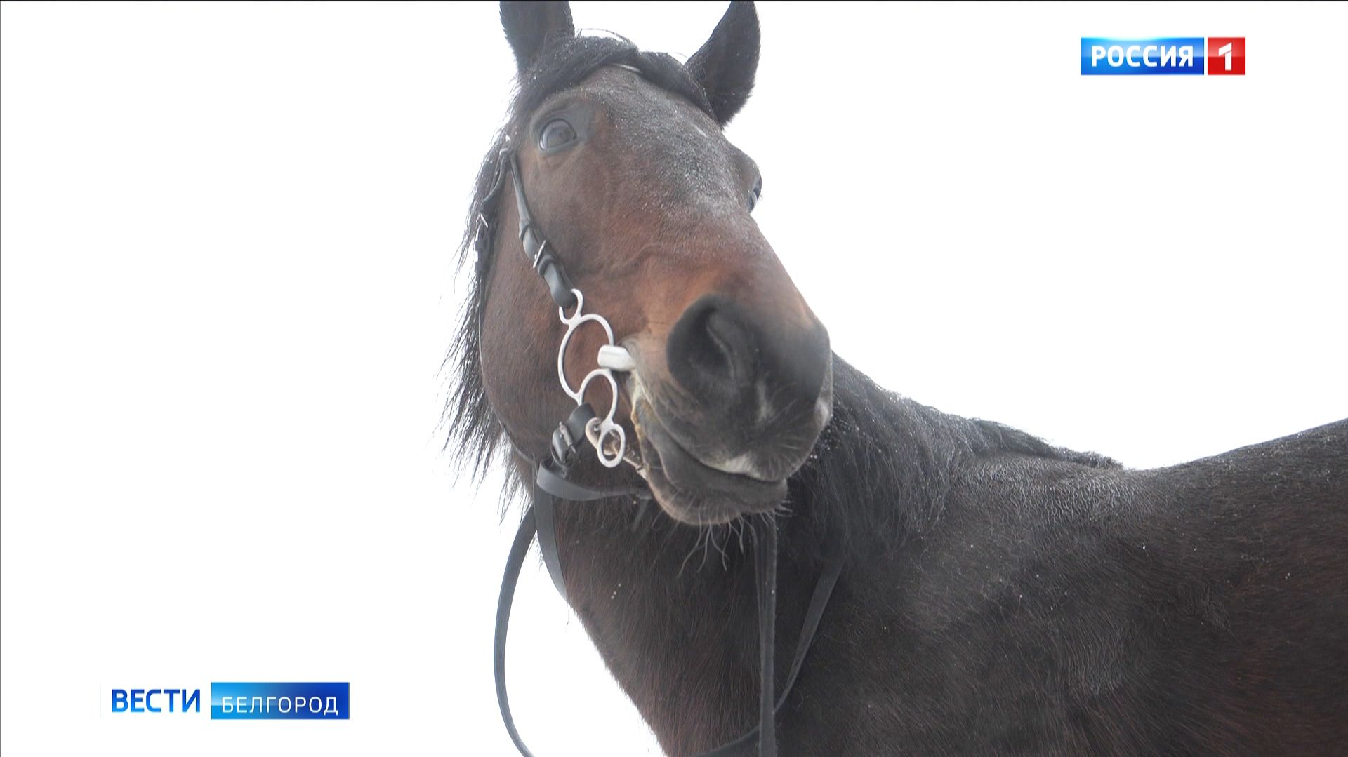 Итоговый выпуск «Вести. Белгород» от 04.01.2026