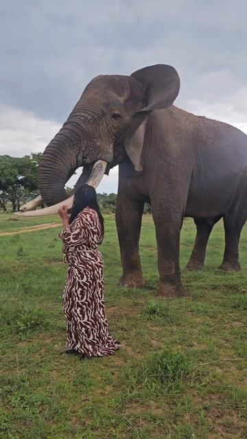 Оказывается, слоны умеют шутить