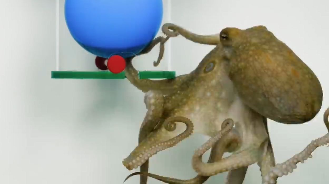 Осьминог против полосы препятствий