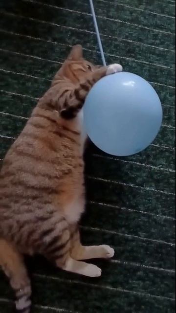 Проверено. Шарик высочайшего класса!