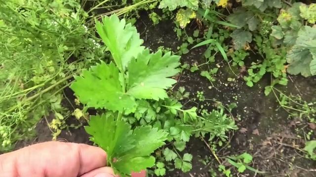 Листовой сельдерей, опыт выращивания.