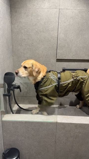 Самостоятельный пес приколы наш тг⬇️