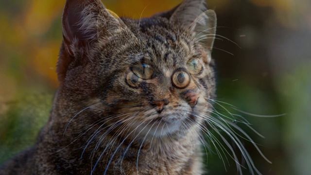 Как кошки выражают эмоции лицом