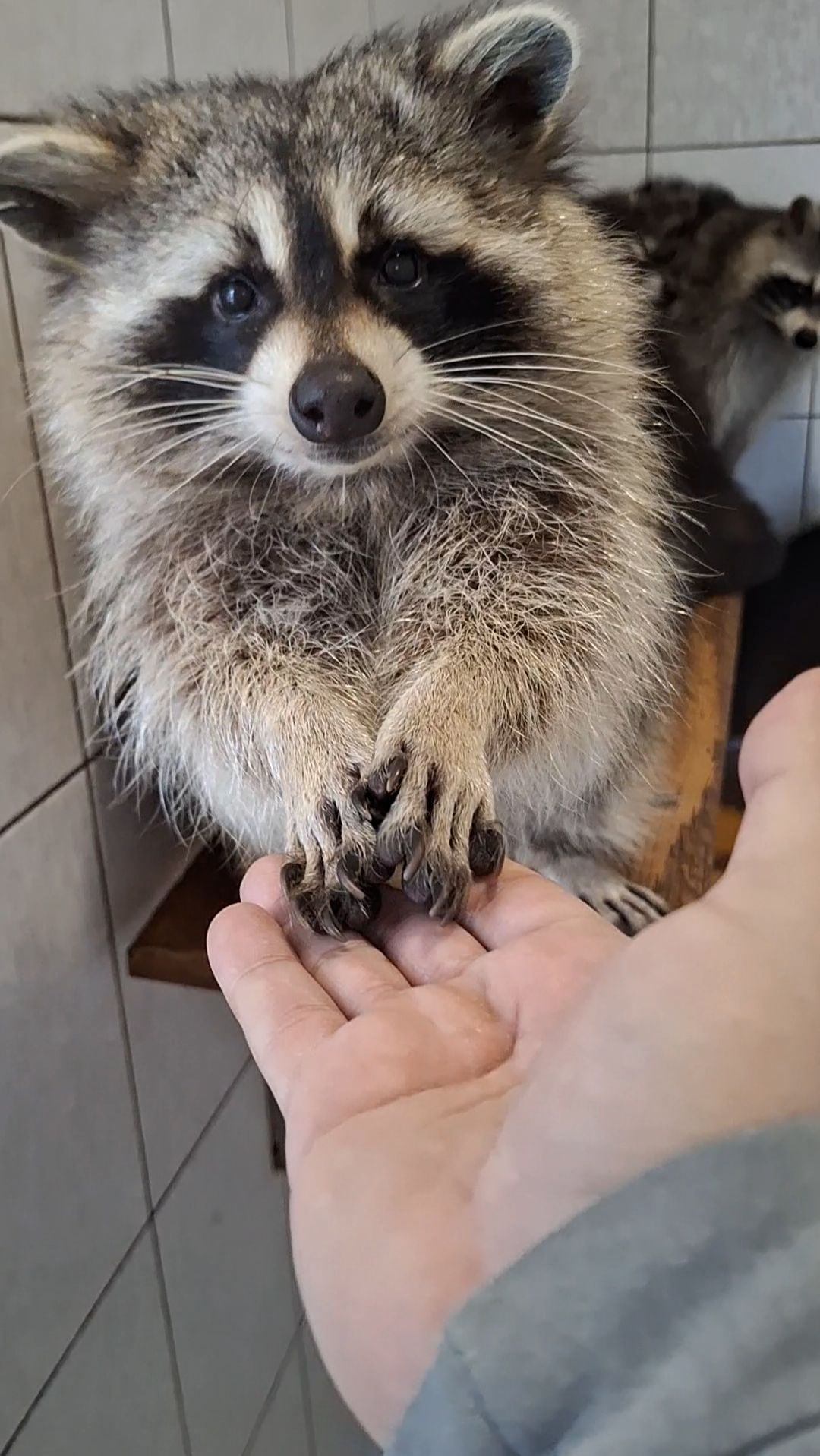 Еноты в Рязани