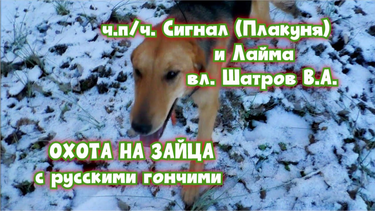 ОХОТА НА ЗАЙЦА с русскими гончими - ч.п/ч. Сигнал (Плакуня) и Лайма вл. Шатров В.А.#охота #hunting