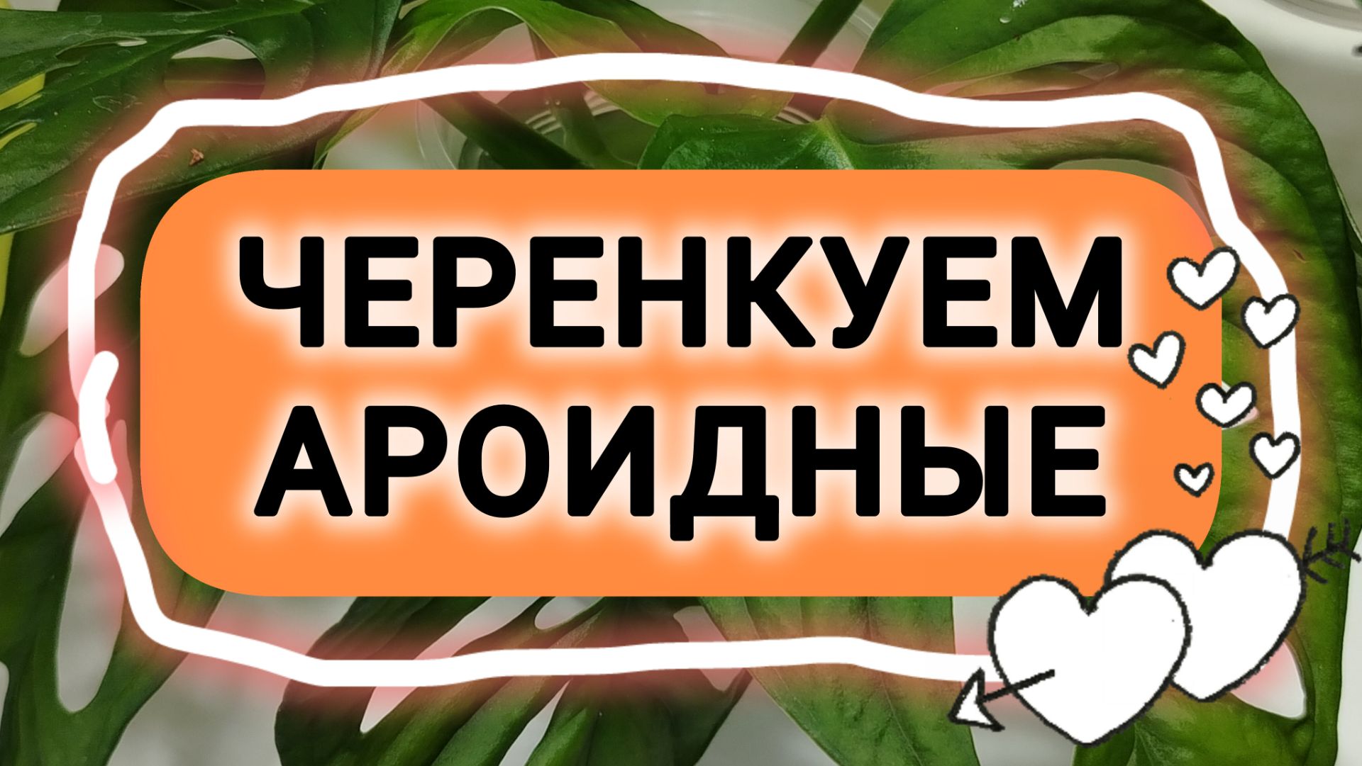 ЧЕРЕНКУЕМ АРОИДНЫЕ