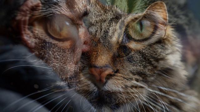 Как кошки запоминают лица