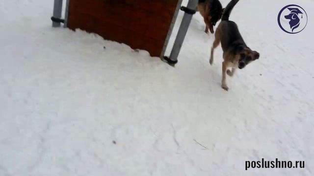 Персональная дрессировка собак. Набережные Челны