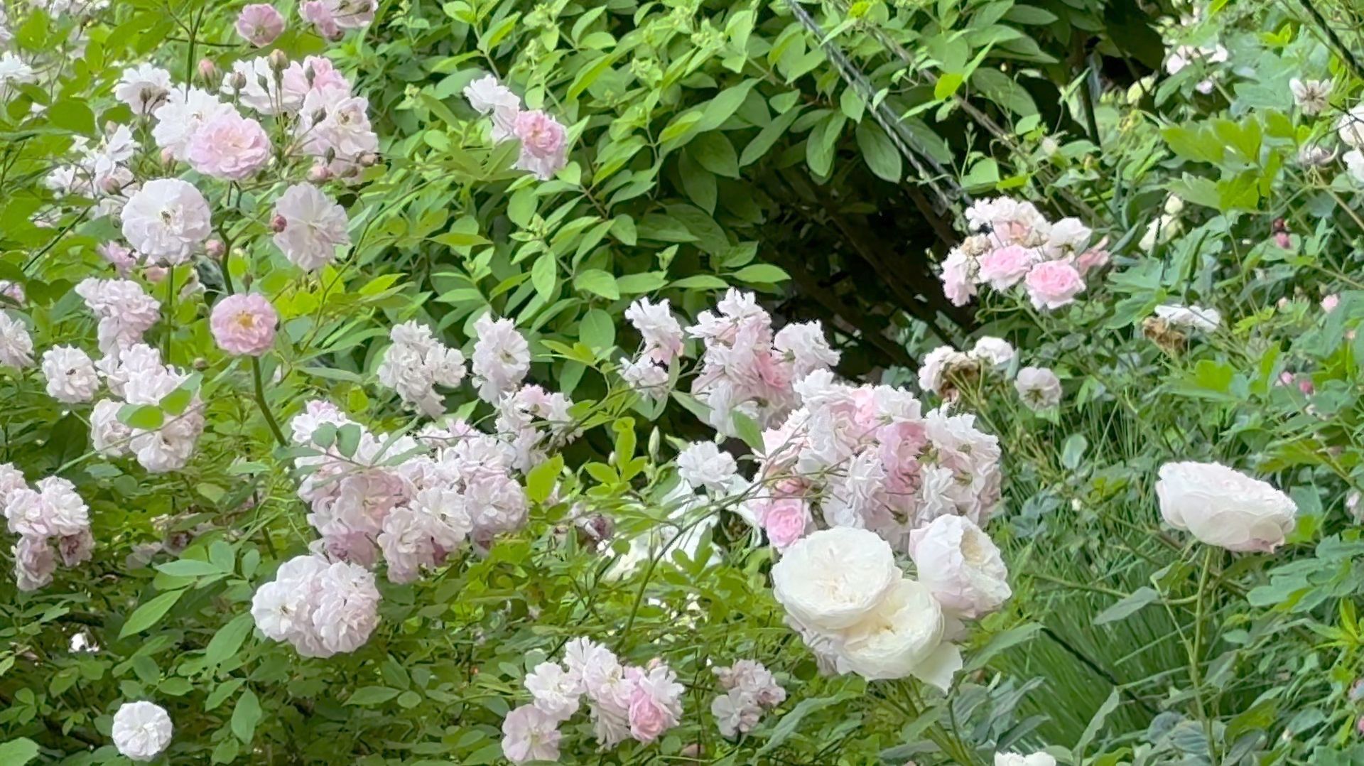 Июль в Саду 20 июля 2025 часть 2