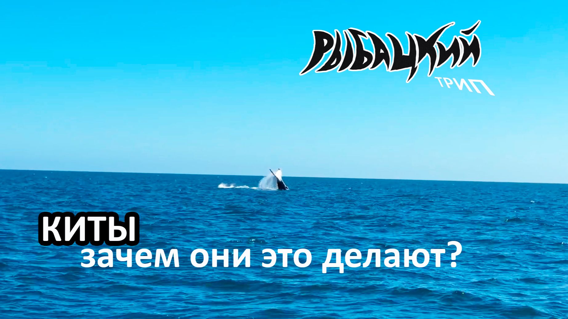 Брачные игры китов! Встретил в море