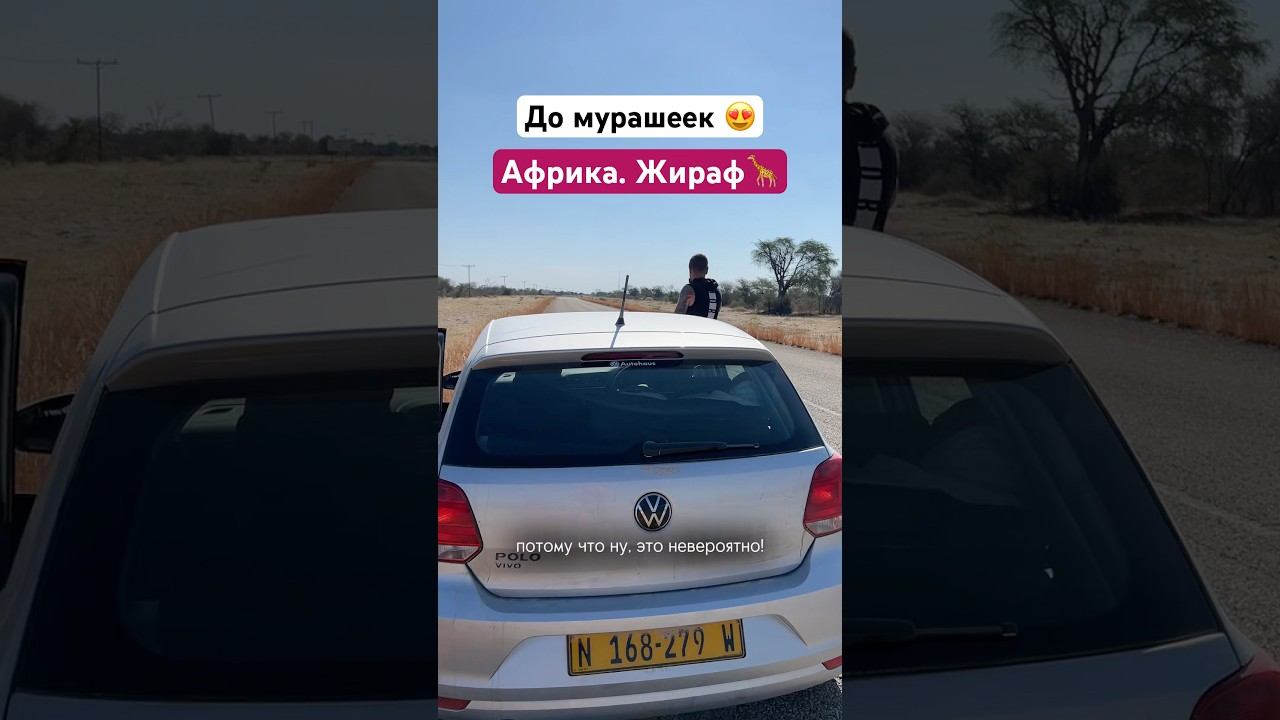 Это не сафари. Обычное шоссе. Дикие страусы, слоны жирафы вдоль дороги! Трип по Африке в профиле