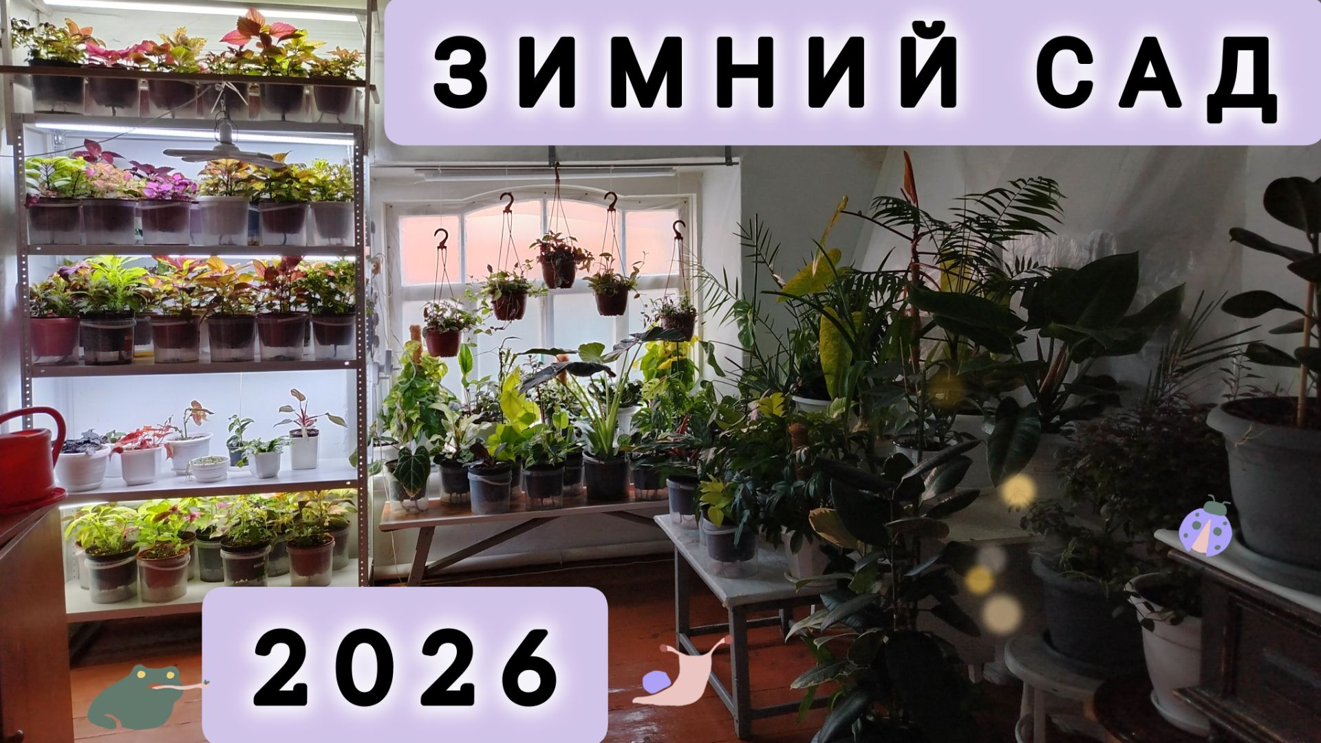 ЗИМНИЙ САД 2026 
ОБЗОР КОЛЛЕКЦИИ КОМНАТНЫХ РАСТЕНТЙ