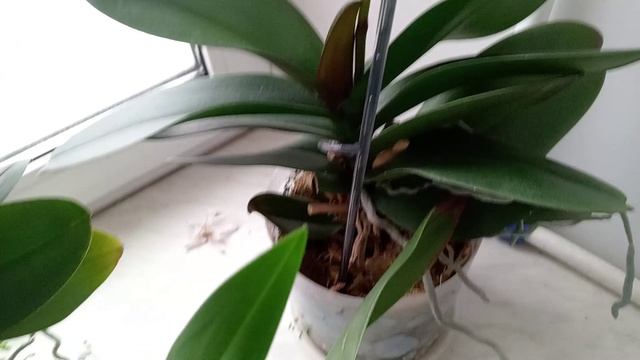 ЧТО НА ДРУГОМ ПОДОКОННИКЕ?