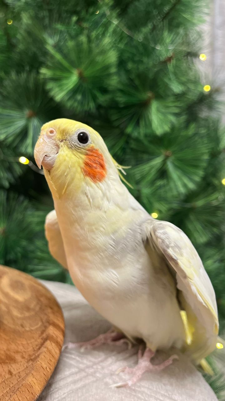 🦜 С Новым годом!
