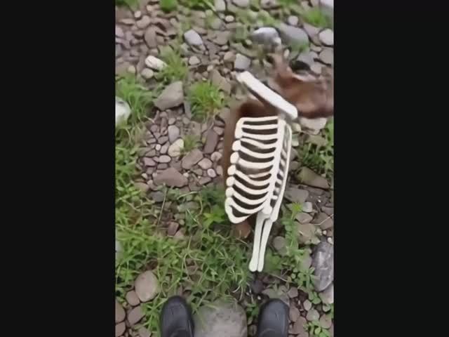 Оживление оленя Reviving a deer