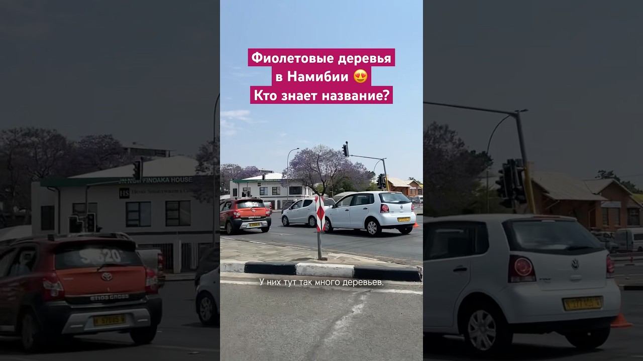 Как называются фиолетовые деревья в столице Намибии?Мы едем чинить пробитое на дорогах Африки колесо