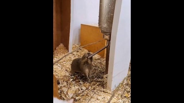 Сушняк не щадит даже морских свинок 🐹