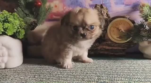 Знакомьтесь Гоша Гранд Роял Престиж 1 , 5 месяца #чихуахуа