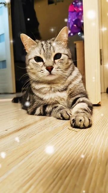 Новогодняя кошечка