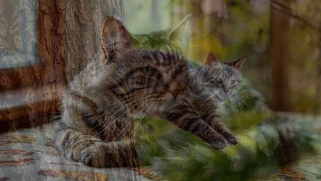 Зачем кошкам хвост